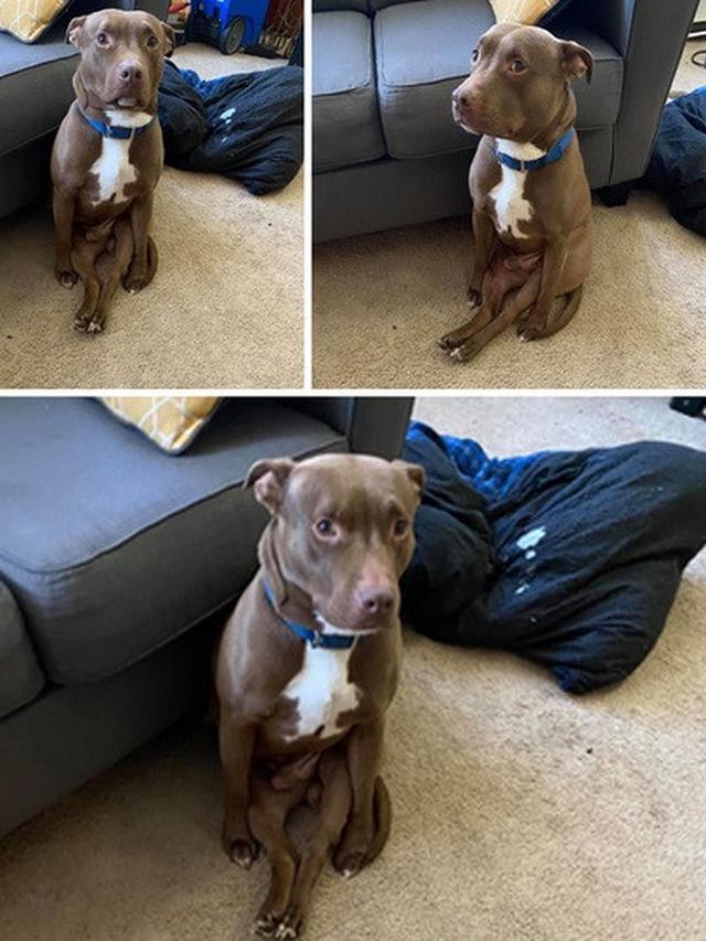 7 Potret Anjing Duduk dengan Pose Tak Biasa, Bikin Heran Melihatnya ...