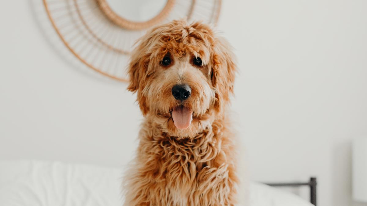 5 Penyebab Bulu Anjing Rontok yang Bikin Khawatir dan Panik
