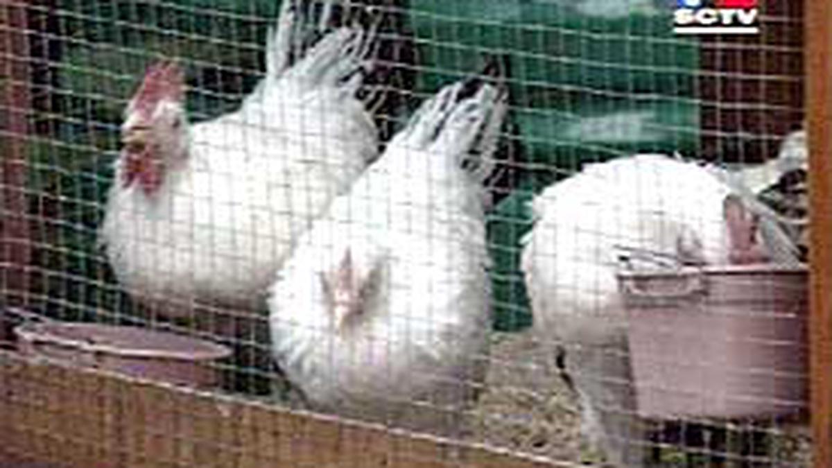 Ayam Kate Impor Diminati Warga - News Liputan6.com