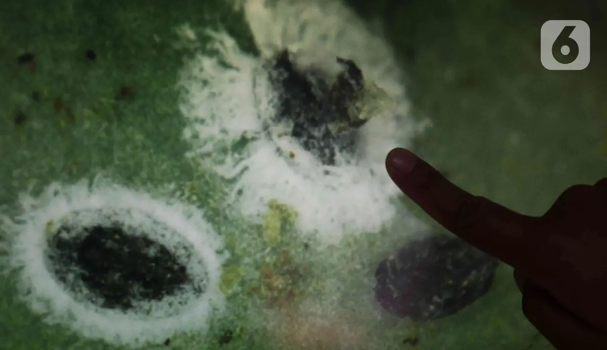 Edukasi Tanaman dengan Mobil Klinik Tanaman Keliling - Foto Liputan6.com