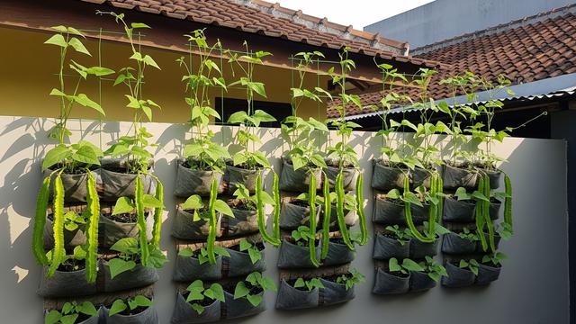 7 Ide Kebun Kecipir Rambat untuk Lahan Sempit, Lengkap dari Tanam ...