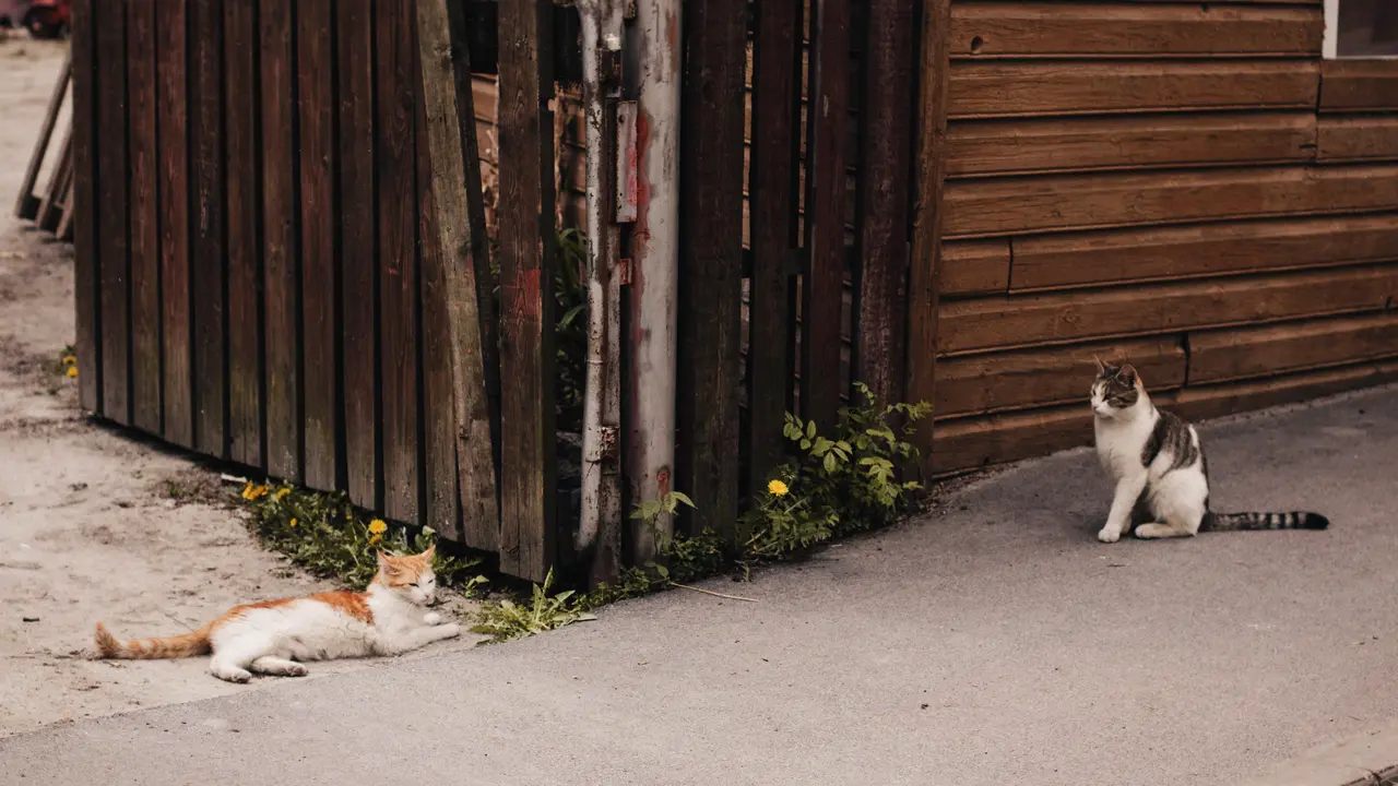 5 Cara Memelihara Kucing Jalanan yang Benar, Tidak Bisa Sembarangan