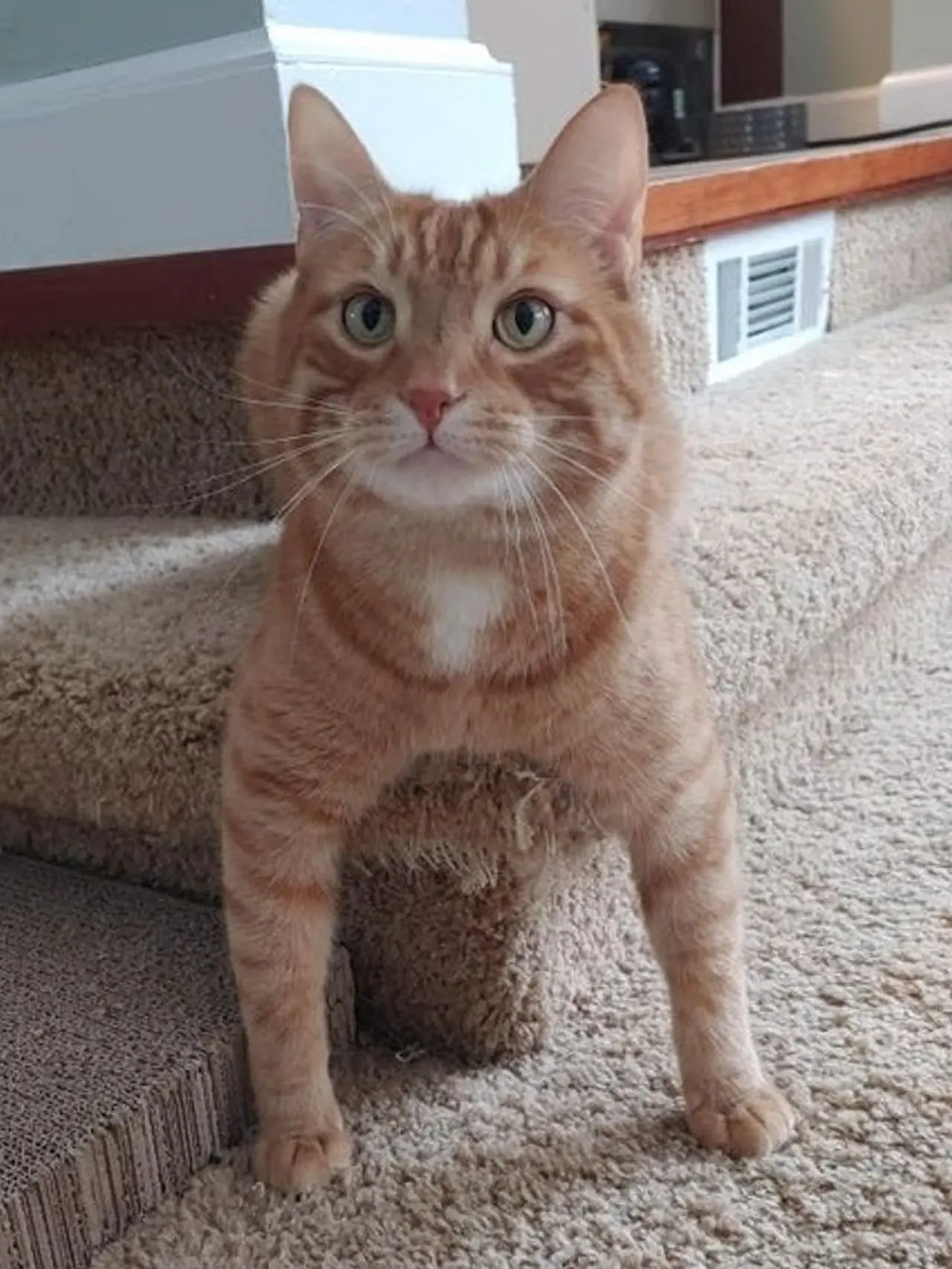 10 Gaya Kucing Super Nyeleneh, Bikin Geleng-Geleng Kepala - Citizen6 ...