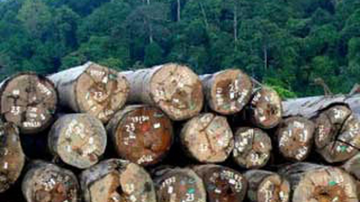 Kemenhut Luncurkan Sertifikasi Kayu Legal di Indonesia - News Liputan6.com