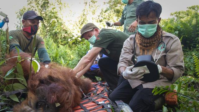 Pelindung Orang Utan di Indonesia Dapat Penghargaan dari Ratu Inggris Elizabeth II - Global ...