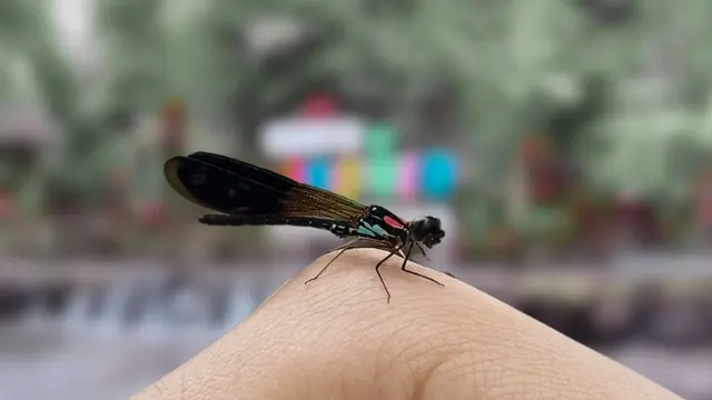 Liburan Sambil Belajar Aneka Warna Capung di Destinasi Wisata Jopuro ...
