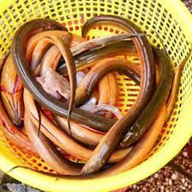 10 Cara Budidaya Belut yang Mudah, Lakukan dengan Sistem Keramba Jaring ...