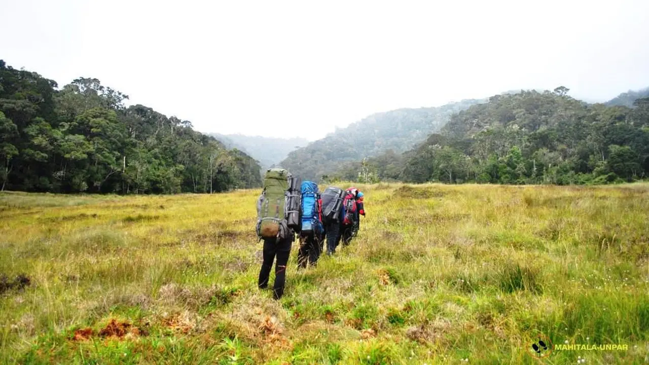 6 Fakta Menarik Gunung Geureudong di Aceh, Sering Terlihat Gajah Liar ...