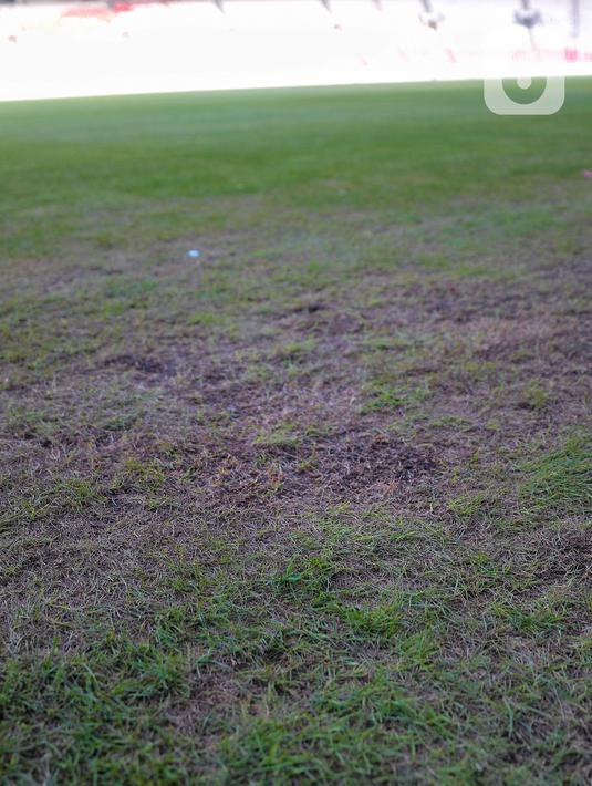 Rumput Stadion Utama Gelora Bung Karno Memprihatinkan usai Gelaran ...