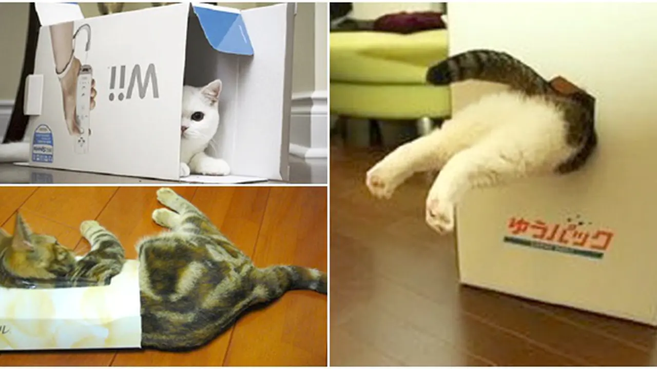 6 Tren Pose Foto Kucing Ini Ternyata Ada di Dunia