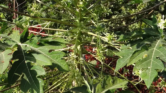 Manfaat Bunga Pepaya bagi Kesehatan, Abaikan Rasa Pahitnya - Ragam Bola.com