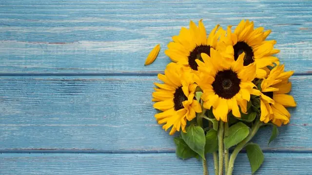 5 Contoh Puisi tentang Bunga Matahari yang Penuh Makna - Ragam Bola.com