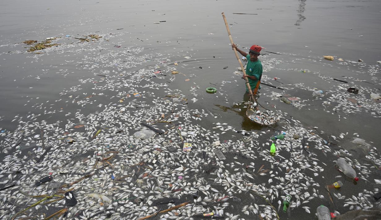 FOTO: Diduga Tercemar, Teluk Manila Sebabkan Ribuan Ikan Mati - Foto ...
