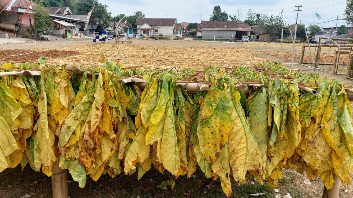 Petani Tembakau Bersyukur Hasil Panen Sesuai Harapan Tahun Ini