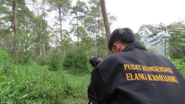 Kabar Terkini Sepasang Elang Jawa yang Dilepas Jokowi Bulan Lalu - Regional Liputan6.com