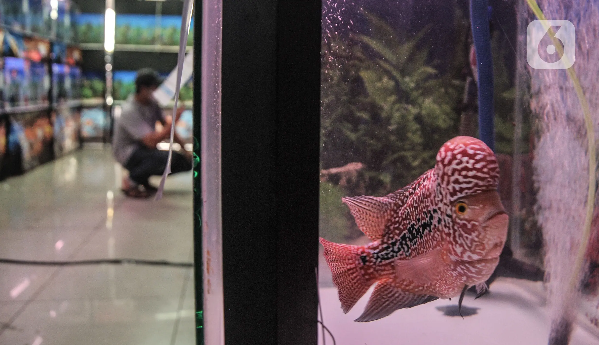 FOTO: Menikmati Keunikan Ikan Louhan di Kontes Soul of Competition ...