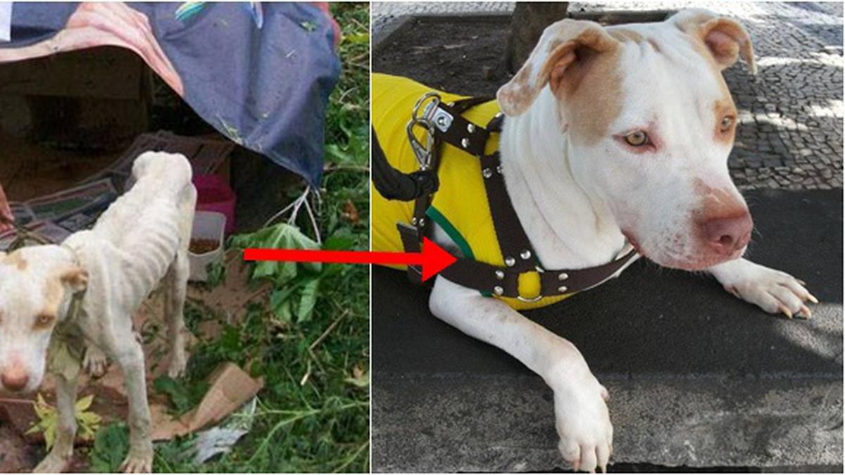 Masih Ada Yang Manusiawi, Kisah Dramatis Penyelamatan Anjing ...