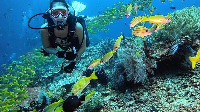 Pelaku Wisata Selam Didorong Ikuti Program Sertifikasi CHSE Gratis, Cek ...