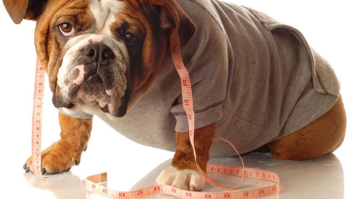 Wow! Klub Fitness Ini Bantu Anjing Obesitas Biar Kurus Tanpa Diet ...