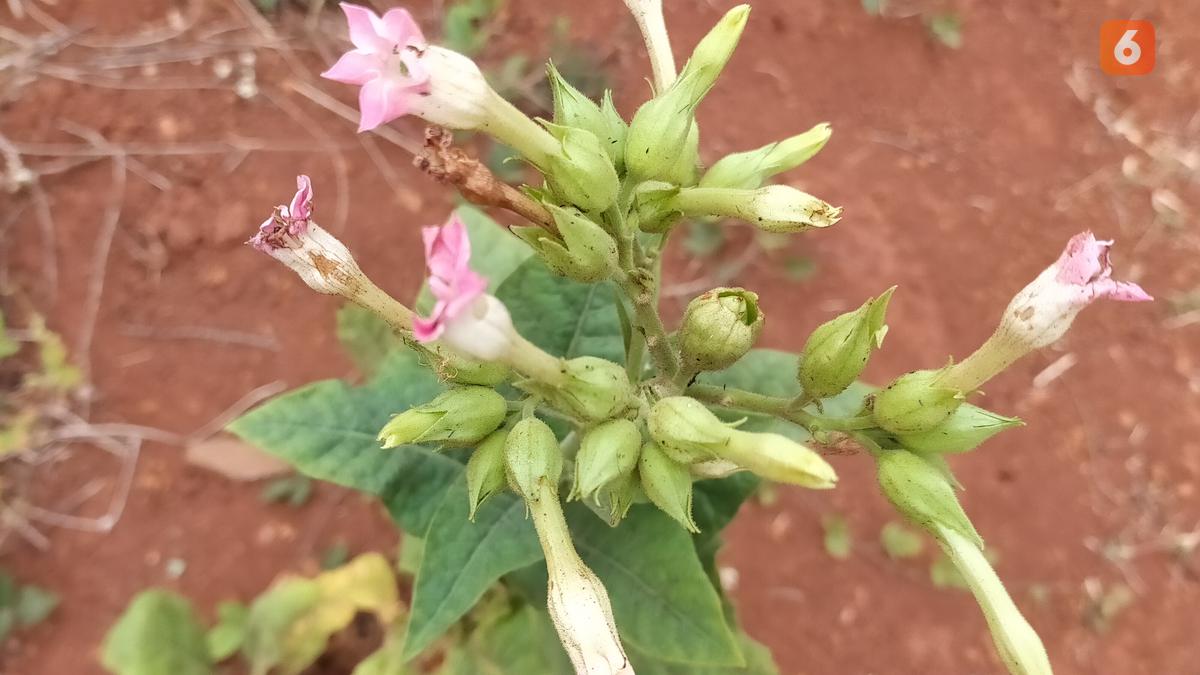 Pahami Siklus Adiksi Nikotin yang Bikin Kecanduan Merokok - Health ...