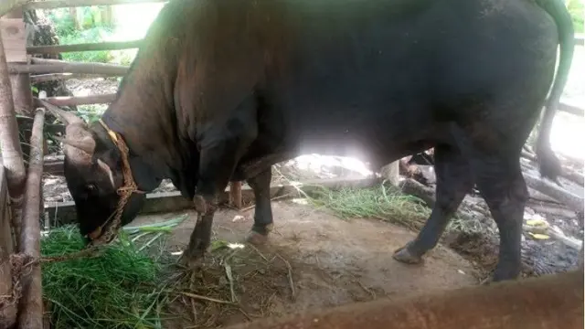 Pemilik Sapi Paling Besar dan Gagah di Natuna Semringah Sapinya Dibeli ...