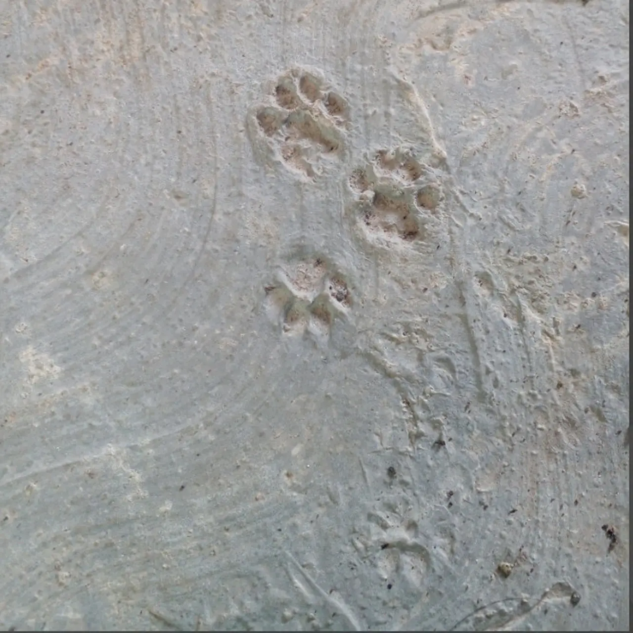 Banyak Tingkah, 6 Potret Jejak Kaki Kucing di Lantai hingga Cor Kering ...