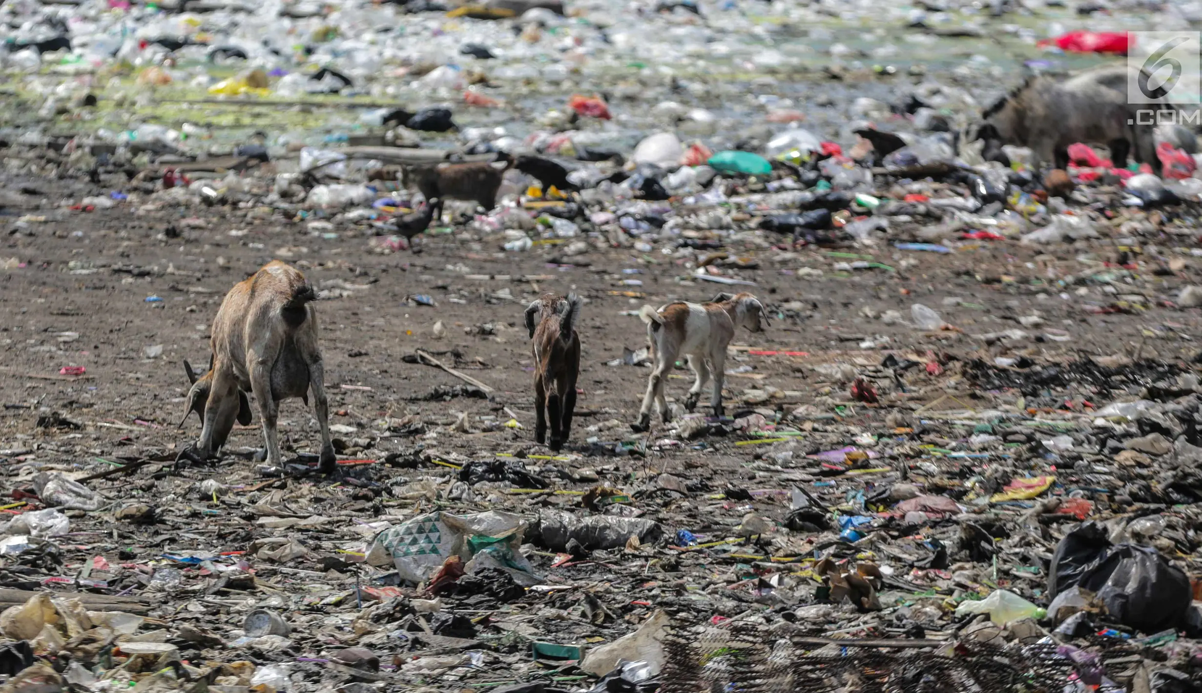 FOTO: Sampah Rumah Tangga Jadi Santapan Kambing di Muara Baru - Foto ...
