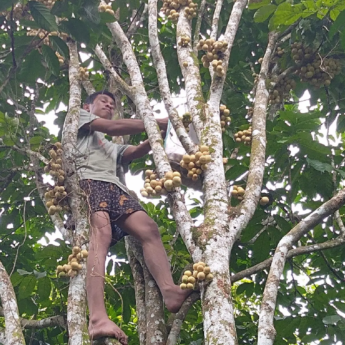 Pohon Duku