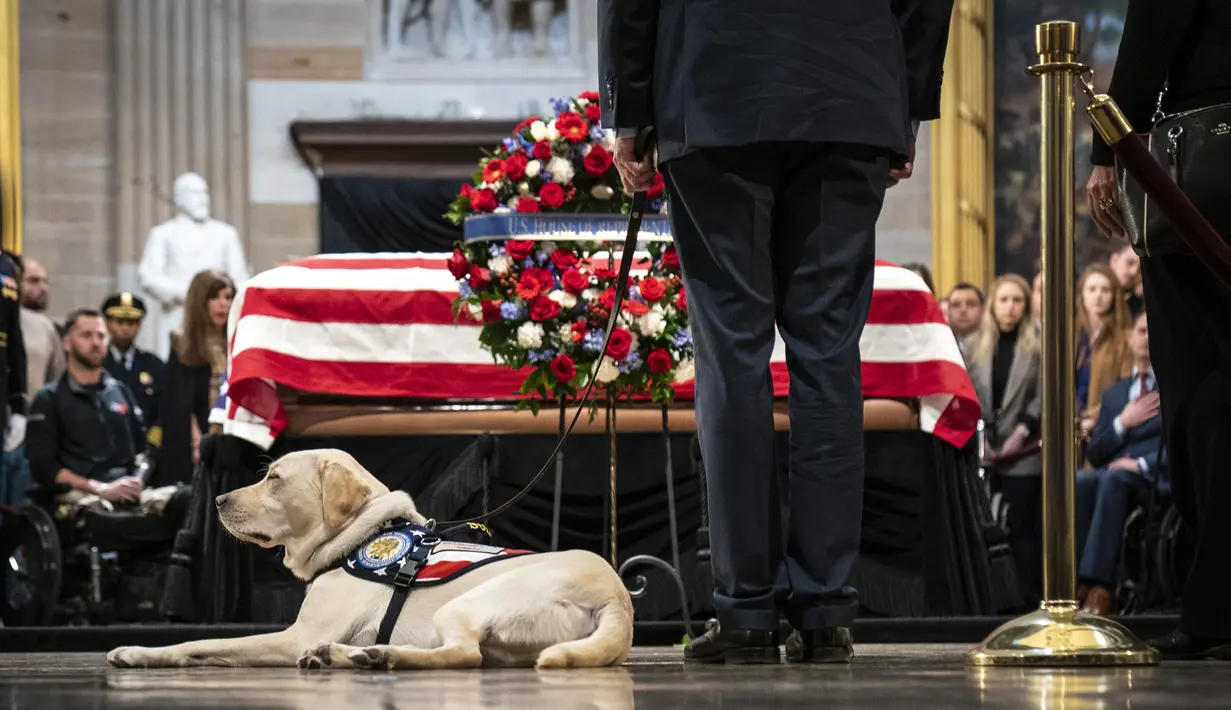 FOTO: Kesetiaan Sully, Anjing yang Menjaga Peti Mati George HW Bush ...