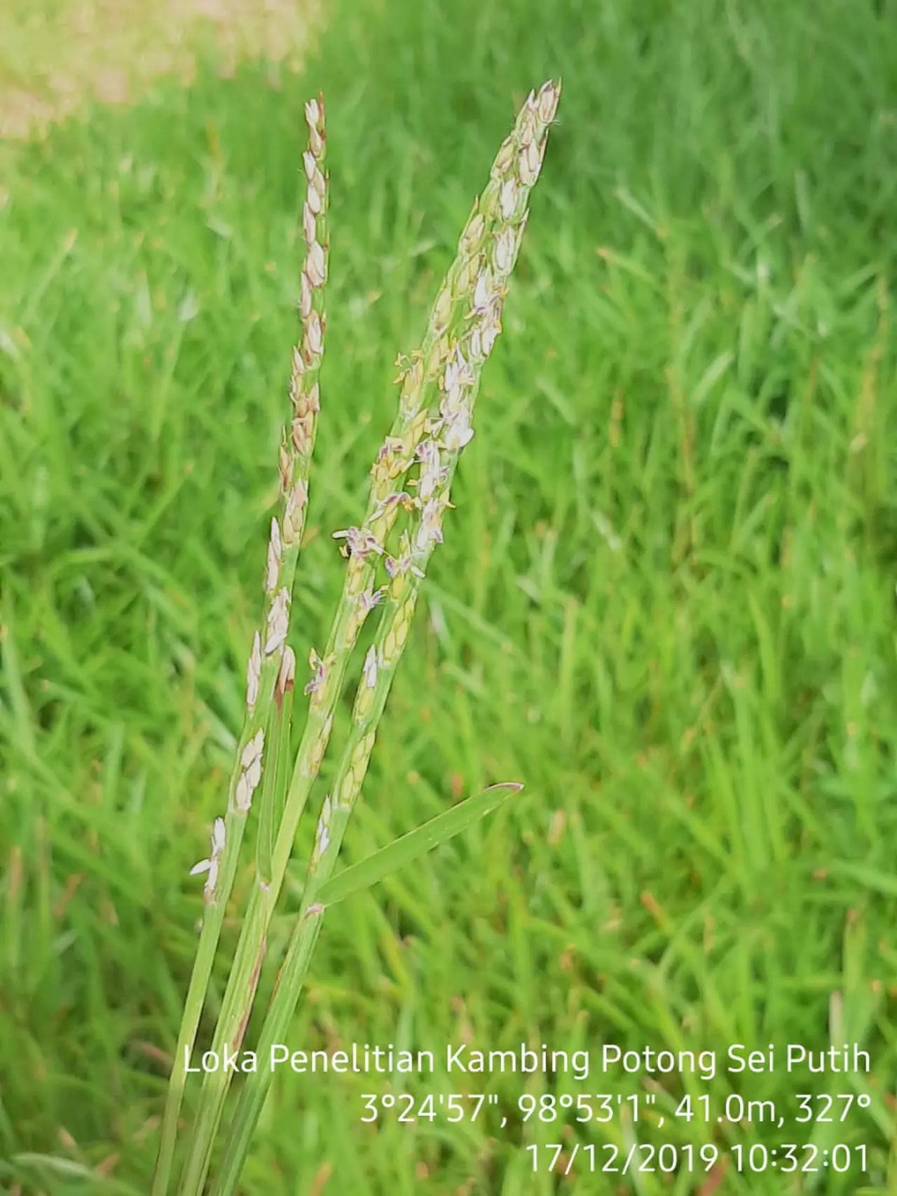 Varietas Rumput Steno Agrinak Dilepas untuk Pertama Kali - Bisnis ...
