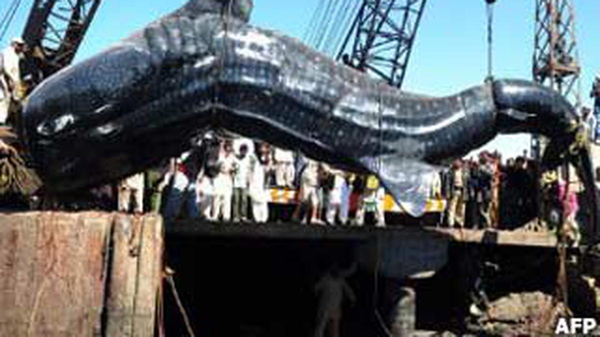 Wow, Hiu Paus Raksasa Ditemukan di Pakistan - Global Liputan6.com