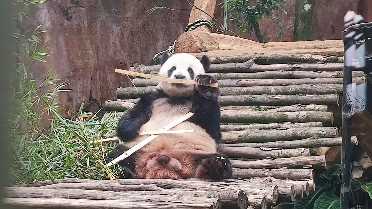 Kerjasama Hampir Berakhir, Duta Besar Cina Tengok Panda Cai Tao dan Hu ...