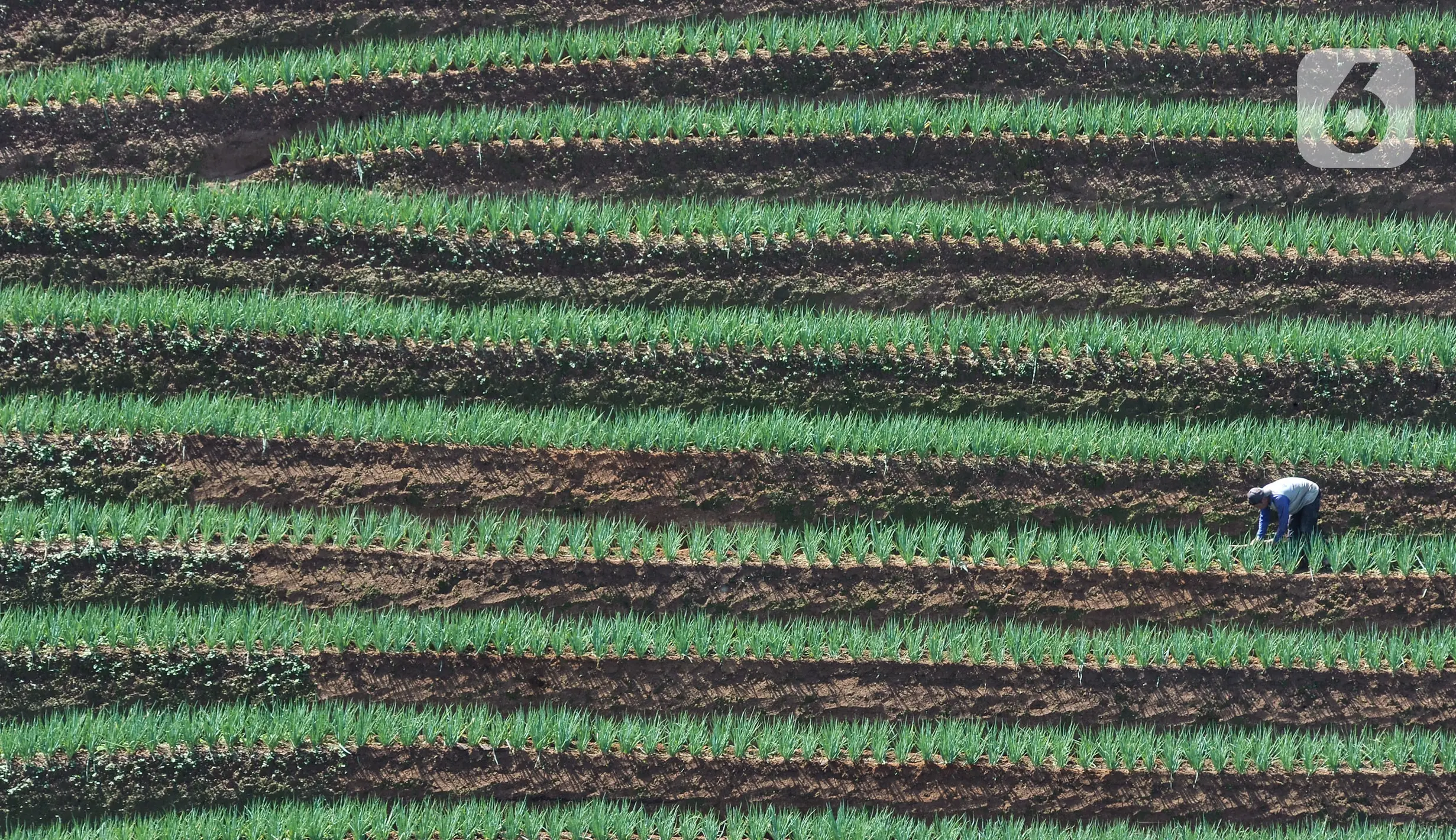 FOTO: Pertanian Bawang Merah Berkonsep Terasering di Majalengka - Foto ...