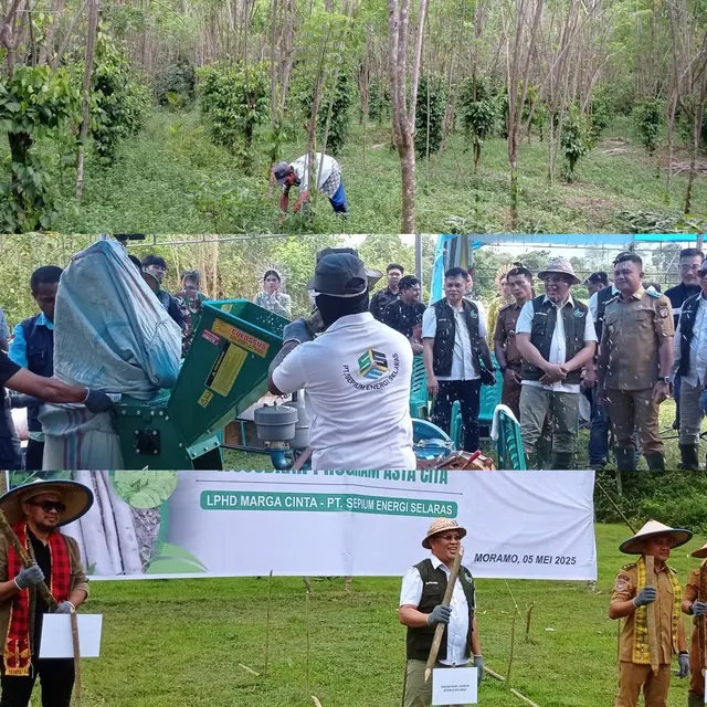 Konawe Selatan Target Produksi 150 Ribu Ton Kayu Gamal untuk Jadi ...