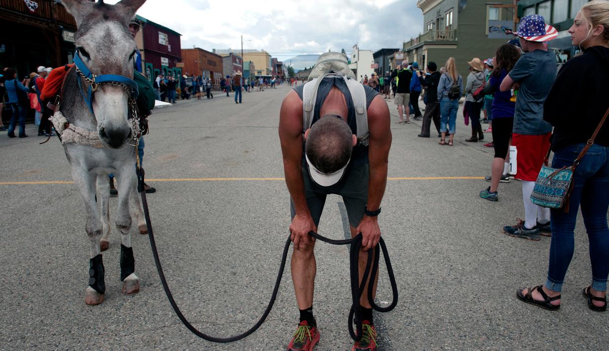 Pack Burro Race, Olahraga Balap Sambil Membawa Keledai di Colorado ...