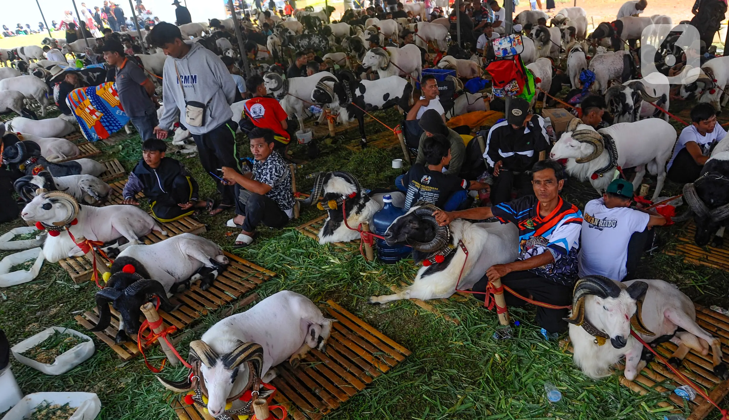 Melihat Keseruan Festival Ternak dan Seni Ketangkasan Domba Garut di ...