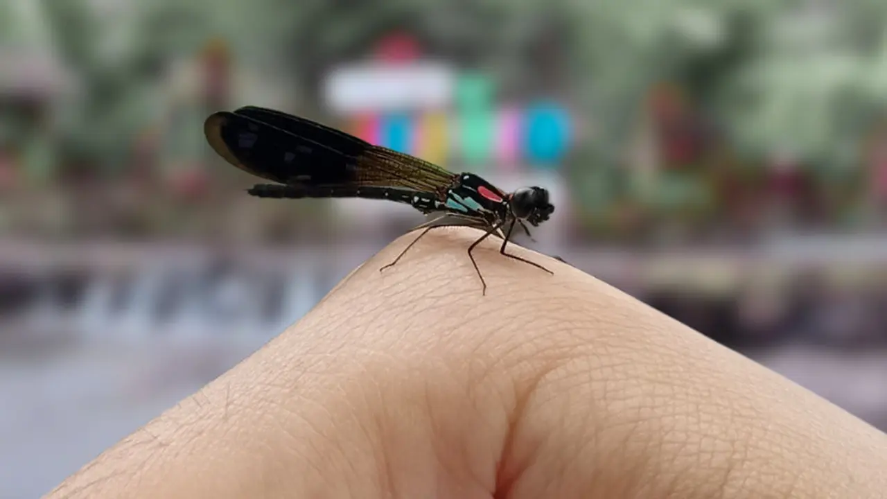 Liburan Sambil Belajar Aneka Warna Capung di Destinasi Wisata Jopuro ...