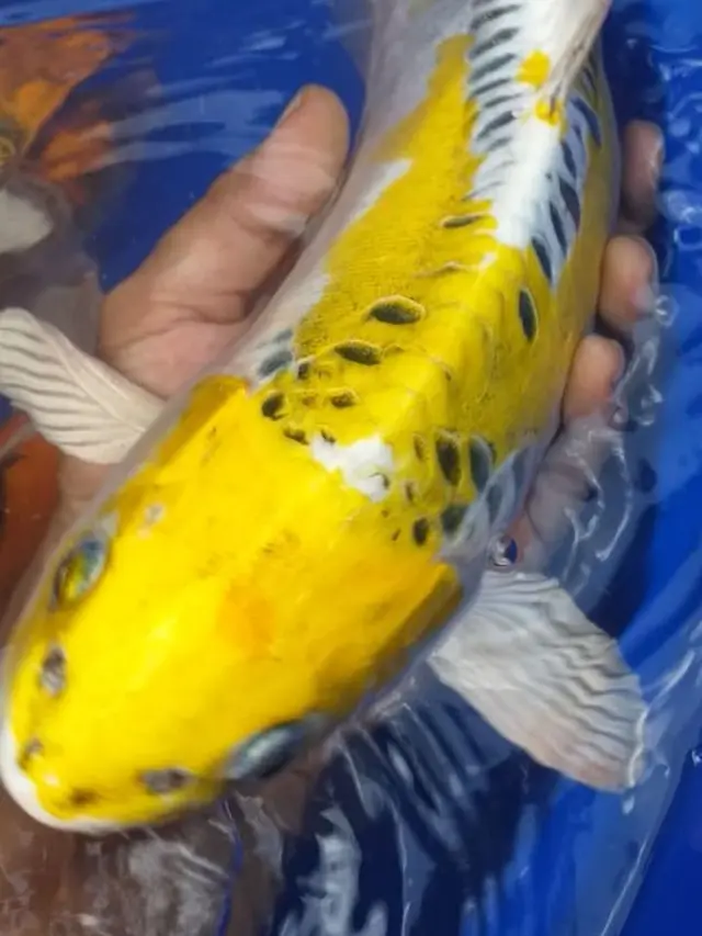 Tarik Wisatawan, Garut Gelar Kejuaraan Ikan Koi Nasional - Regional ...