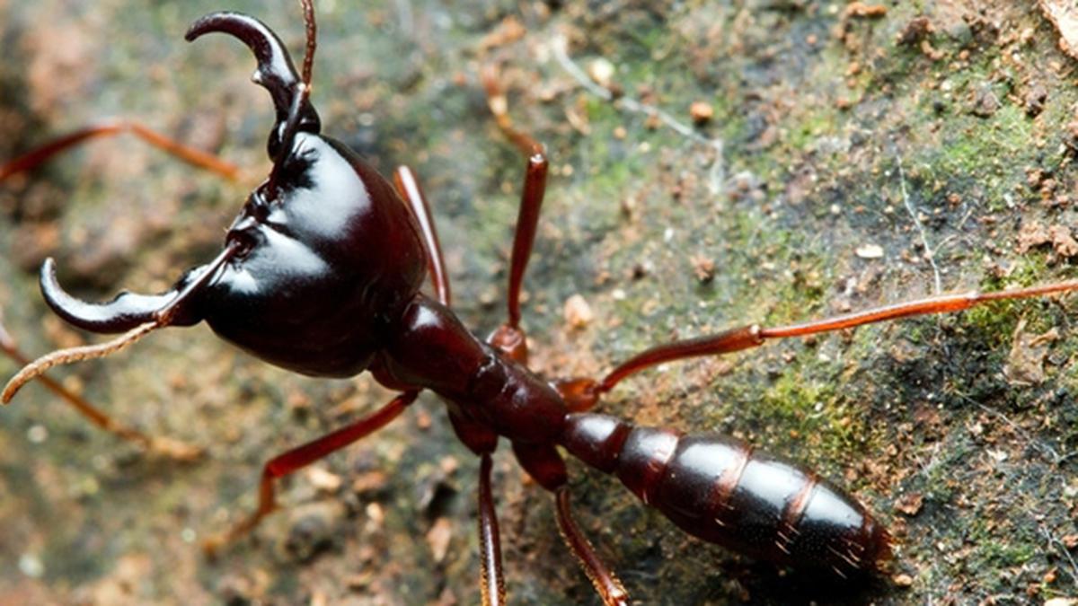 Semut Paling Mematikan di Dunia - Lifestyle Fimela.com