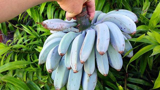 Heboh Pisang Jawa Biru, Fakta atau Hoaks? - Lifestyle Liputan6.com