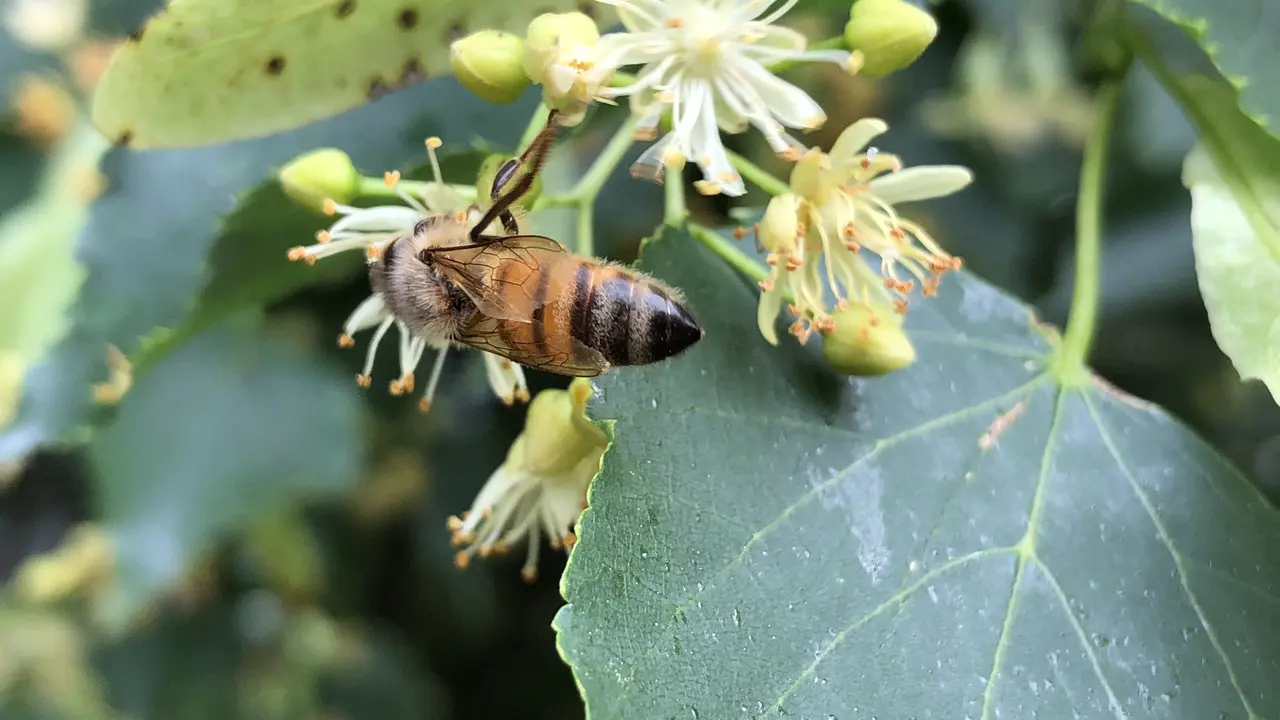 Bunga Bidara dan Sejuta Manfaatnya, Baik untuk Lingkungan dan ...