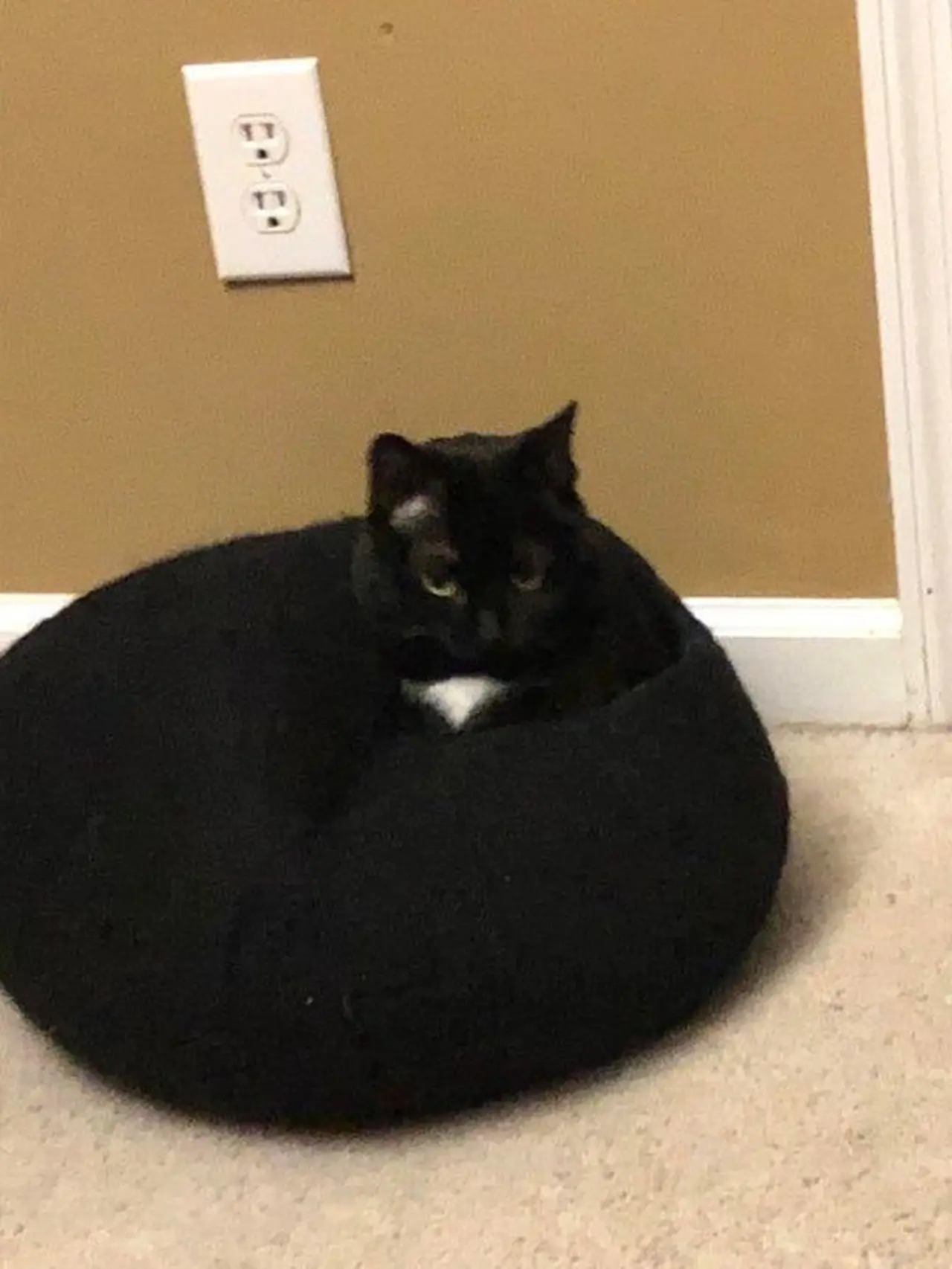 6 Ilusi Optik Kucing Ini Bikin Mikir Dua Kali, Awas Menipu Mata - Hot ...