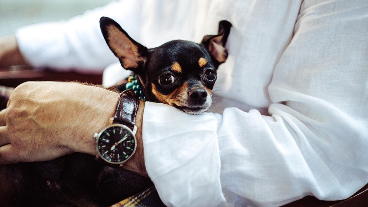 Kenalkan Bao, Anjing Influencer Asal Kanada yang Keliling Dunia dan ...