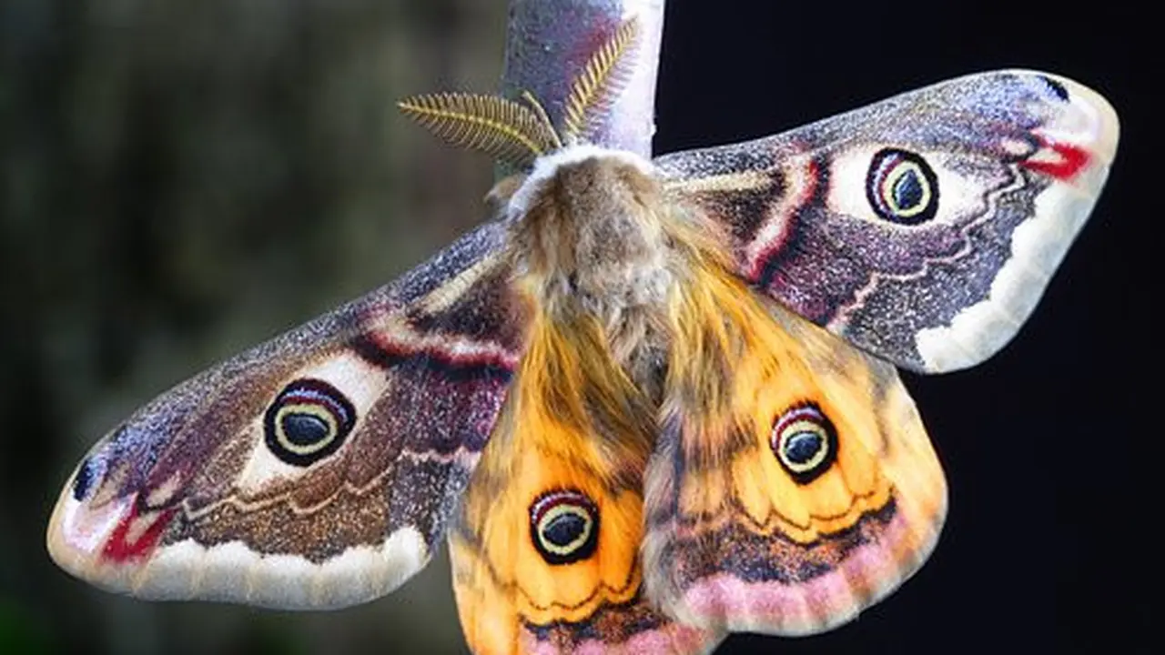 Merinding, 5 Hewan Ini Kerap Dianggap sebagai Simbol Kematian ...