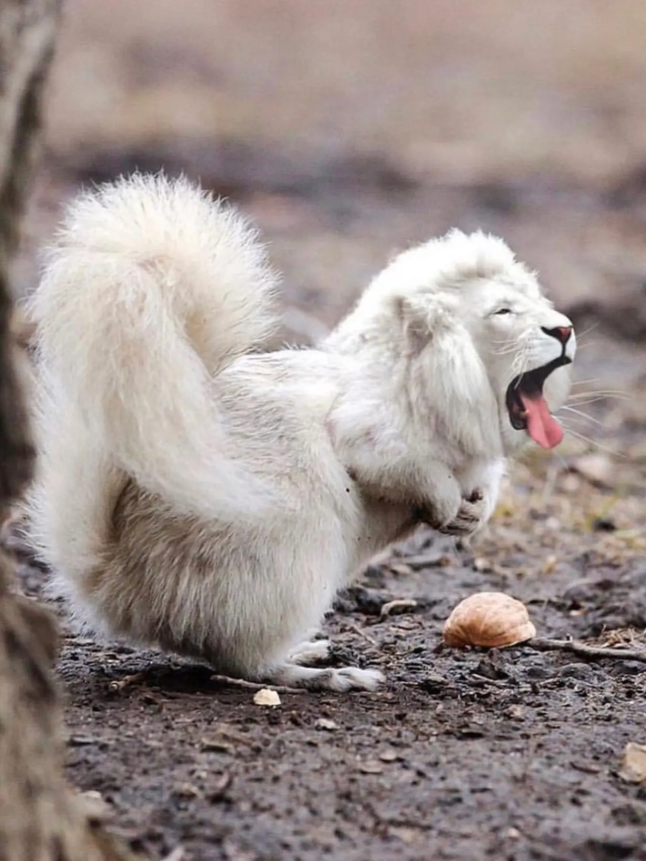 6 Editan Foto Jika Hewan Berkepala Singa Ini Unik, Gagal Garang - Hot ...