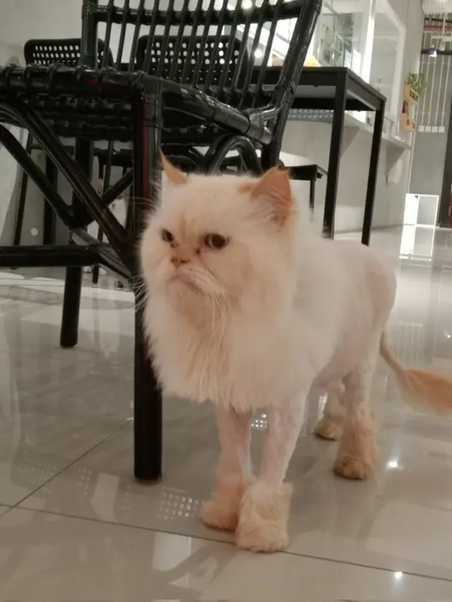 Potret 6 Kucing Bergaya Bak Singa Ini Bikin Makin Gemas - Hot Liputan6.com