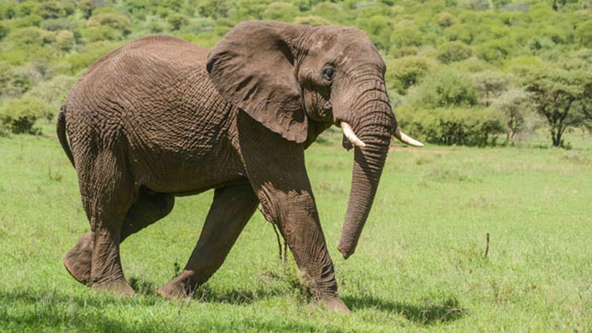 Teganya Membunuh Gajah Demi Diambil Gadingnya - Lifestyle Fimela.com