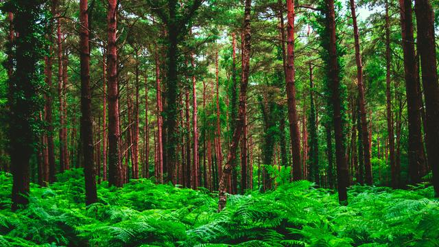 7 Wisata Hutan Pinus di Jawa Timur yang Kekinian, Segar Khas Pegunungan ...