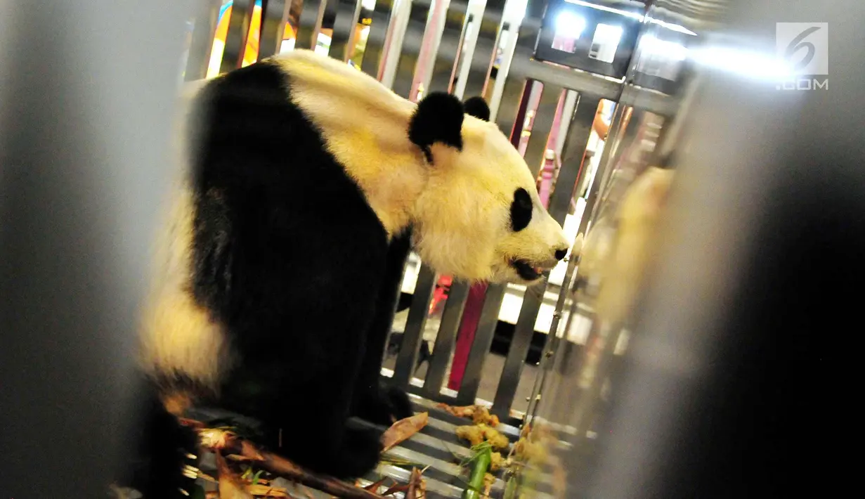 PHOTO: Menggemaskan, Dua Panda Raksasa dari China Tiba di Indonesia ...