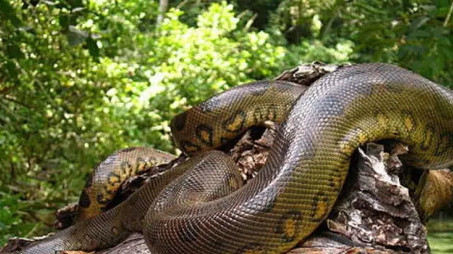 Misteri Anaconda Raksasa: Ular Terbesar dengan Panjang 10 Meter dan Berat 400 Kg - Citizen6 ...